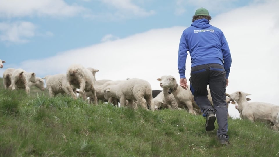 Bever - La sfida cun il luf – per ils purs, las nursas e la pastriglia ...