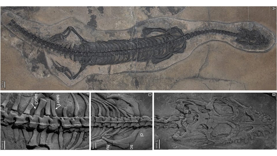 «Prosantosaurus scheffoldi» - Chattà nova sort da dinosaur sur Tavau ...
