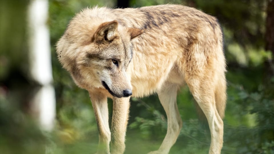 Il luf ed il Vallais - L'iniziativa per in chantun senza animals da ...