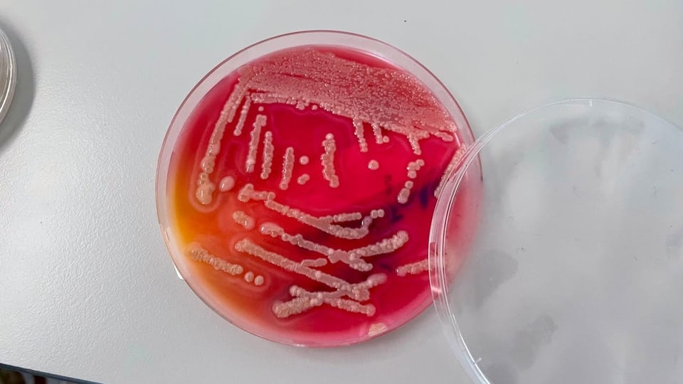 Segirezza da victualias - Scherms colurus e controllas correctas ...
