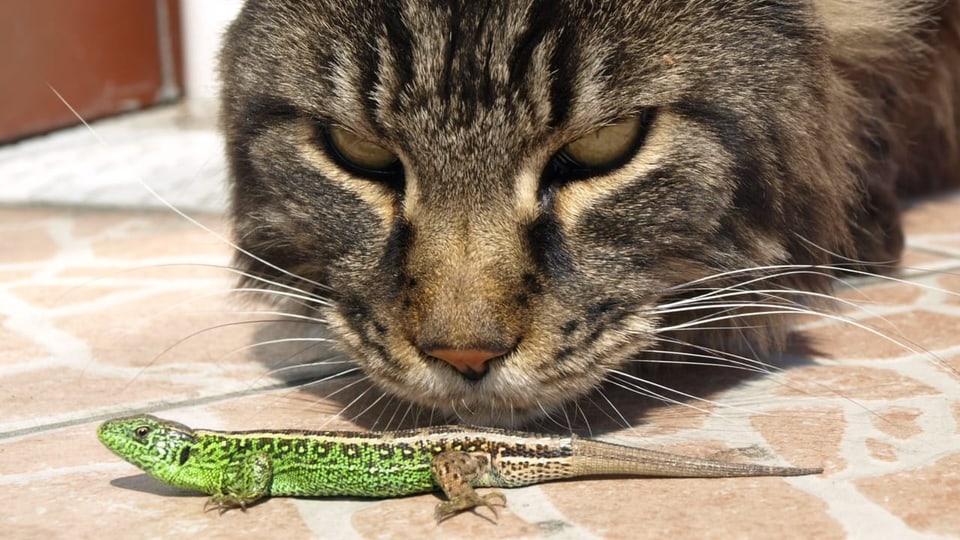 Museum da la natira grischun - Exposiziuns spezialas davart luschards e ...