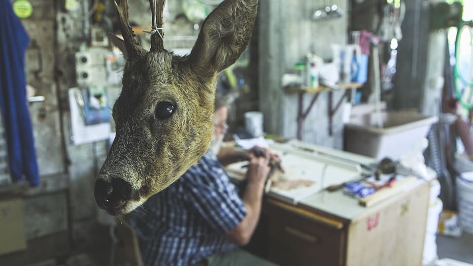 Trofeas da chatscha - Emil Rada prepara trofeas a Trin - Novitads - RTR