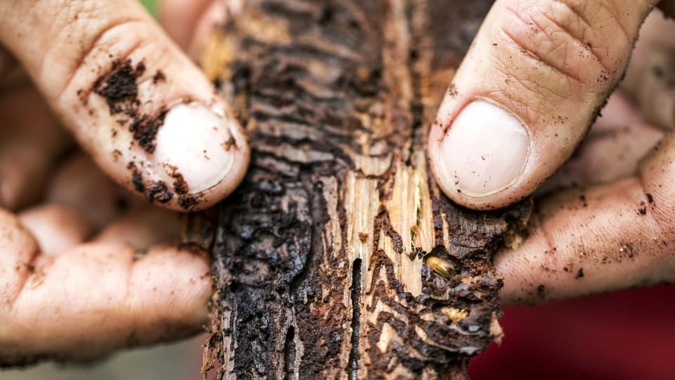 Donns en ils guauds Svizers - Dapli baus-scorsa pervi da la stad sitga ...